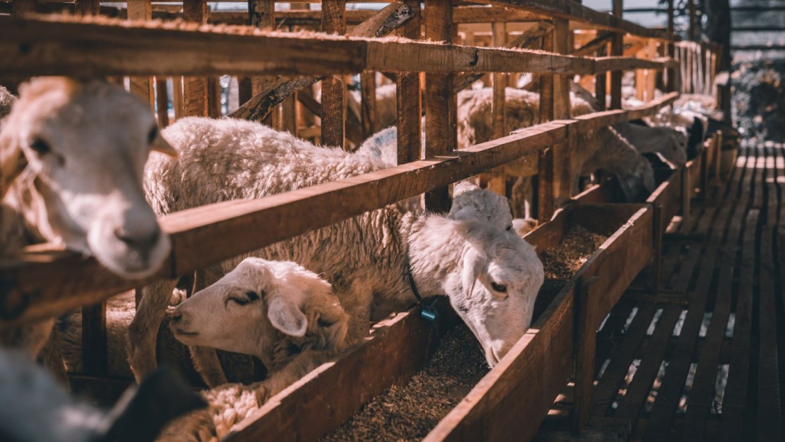 صافي | الإنتاج الحيواني Animal Production